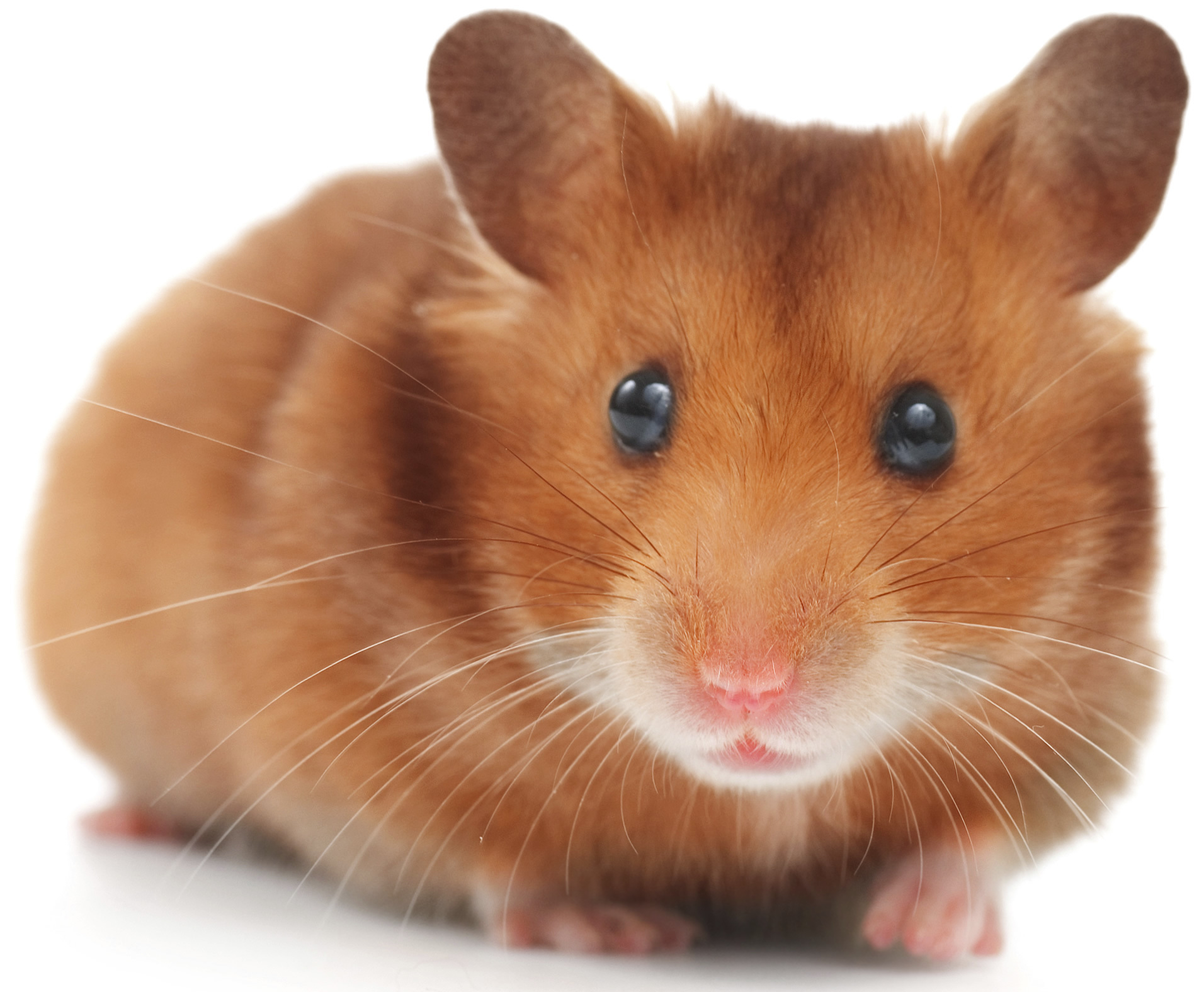 Guide du Hamster : pour tout savoir sur les Hamsters Guide du Hamster : pour tout savoir sur les Hamsters